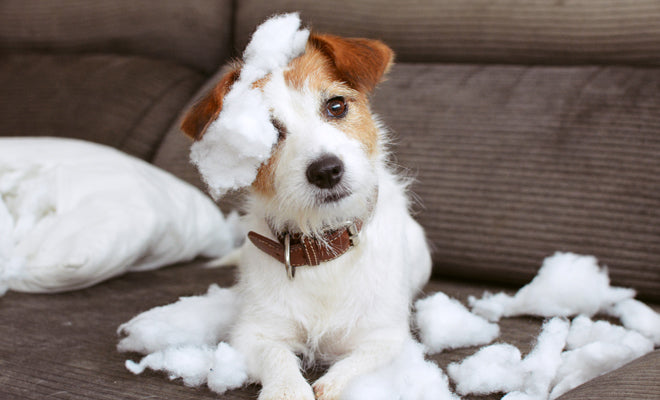 Los 31 nombres para perros de tendencia en 2020